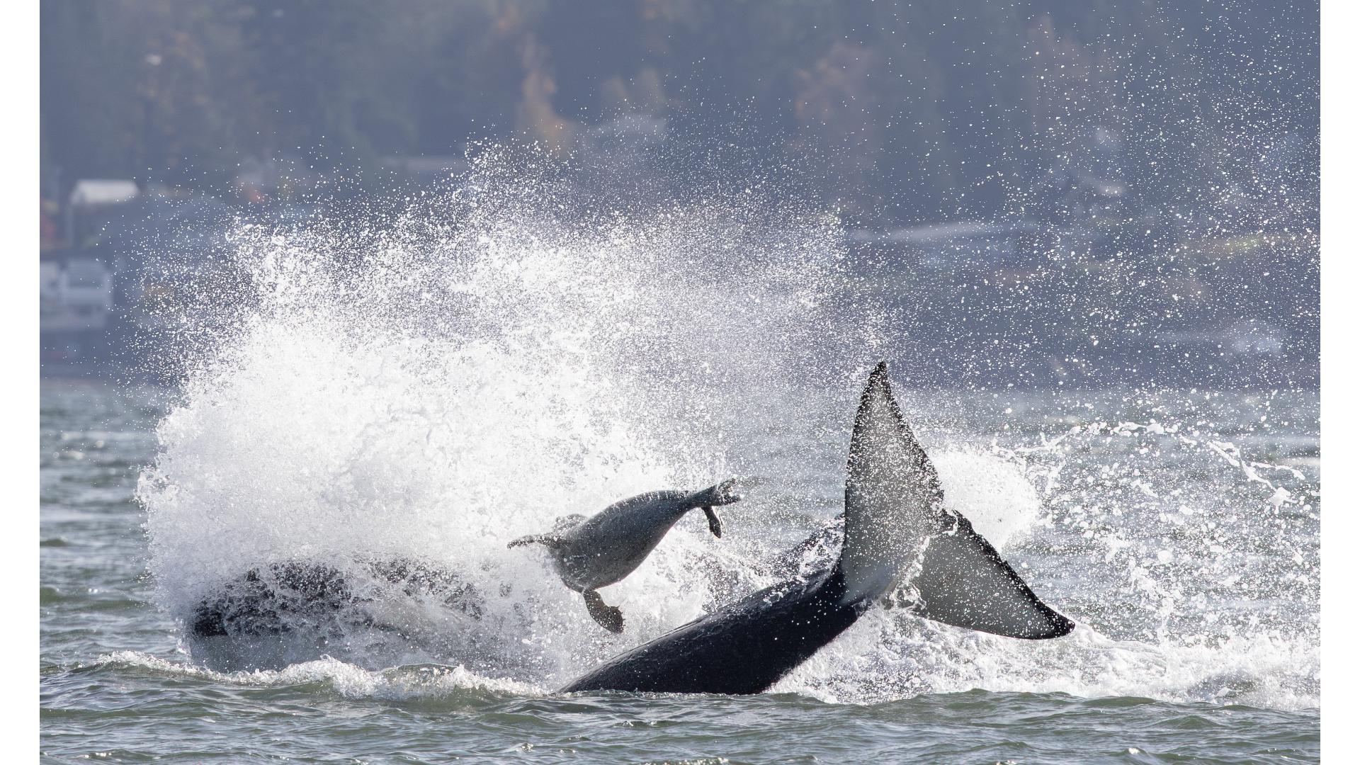 PHOTOS: Seal jumps onto boat to escape hunting orcas | king5.com