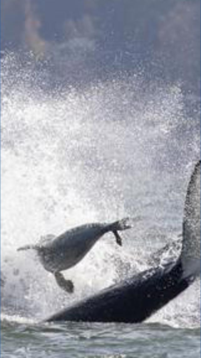 PHOTOS: Seal jumps onto boat to escape hunting orcas | king5.com