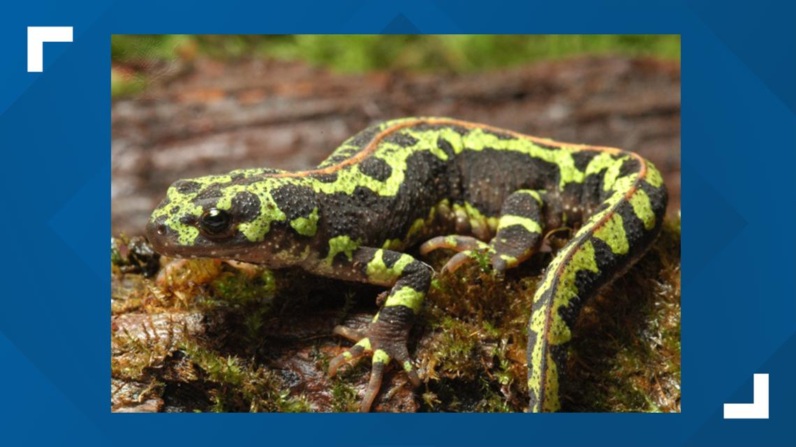 Newt so fast: Whatcom man arrested for illegal newts | king5.com