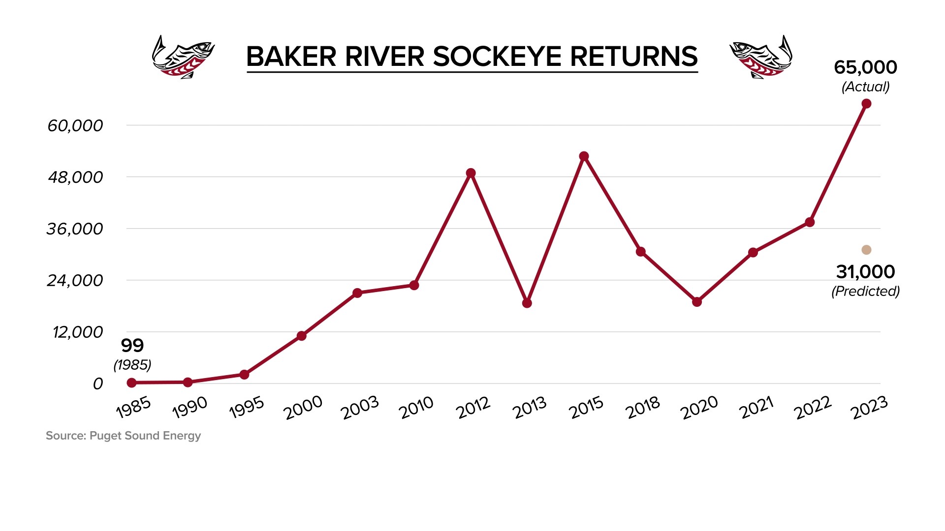 Washington's Baker River sockeye salmon return in record numbers | king5.com