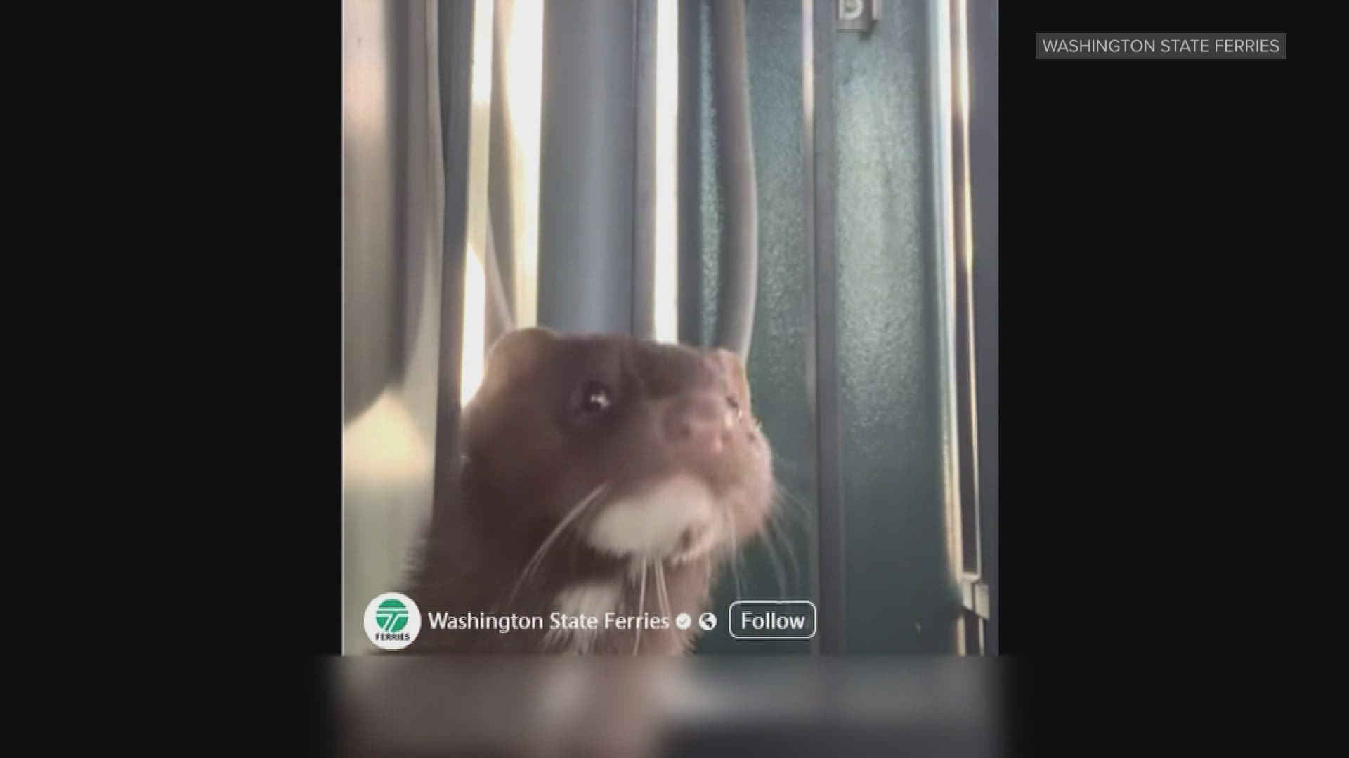 Washington State Ferry has adorable stowaway | king5.com