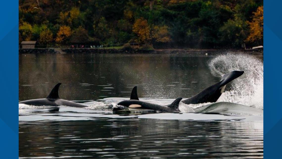 Woman captures special moment with southern resident orcas | king5.com