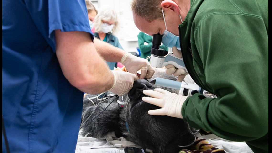 Woodland Park Zoo gorilla recovering from procedure | king5.com