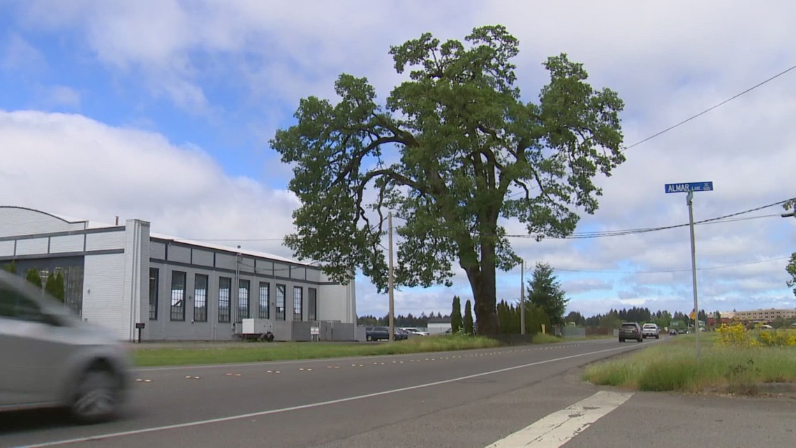 400-year-old oak tree on Tumwater historical registry could soon be ...