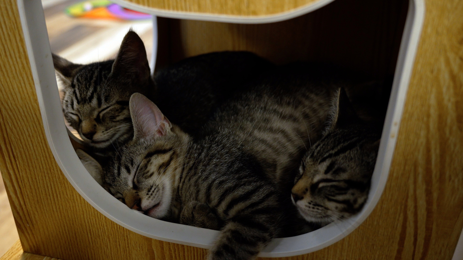 Pawsific Northwest Cat Cafe Helping To Stem Cat Overpopulation