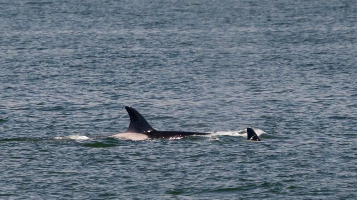 Seattle's only whale watching tour delivers orcas, gray whales and a ...