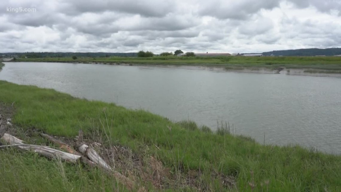 Chinook habitat restoration on Stillaguamish River to start in July ...
