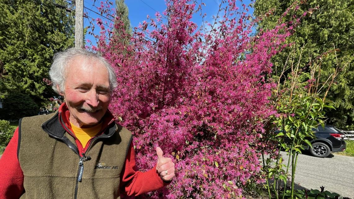 The Big Pink Monster growing in Ciscoe's garden | king5.com