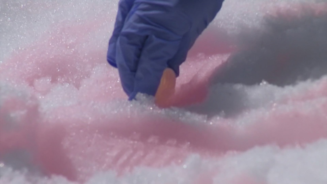 What is pink snow? Researchers work to answer your pink snow questions ...