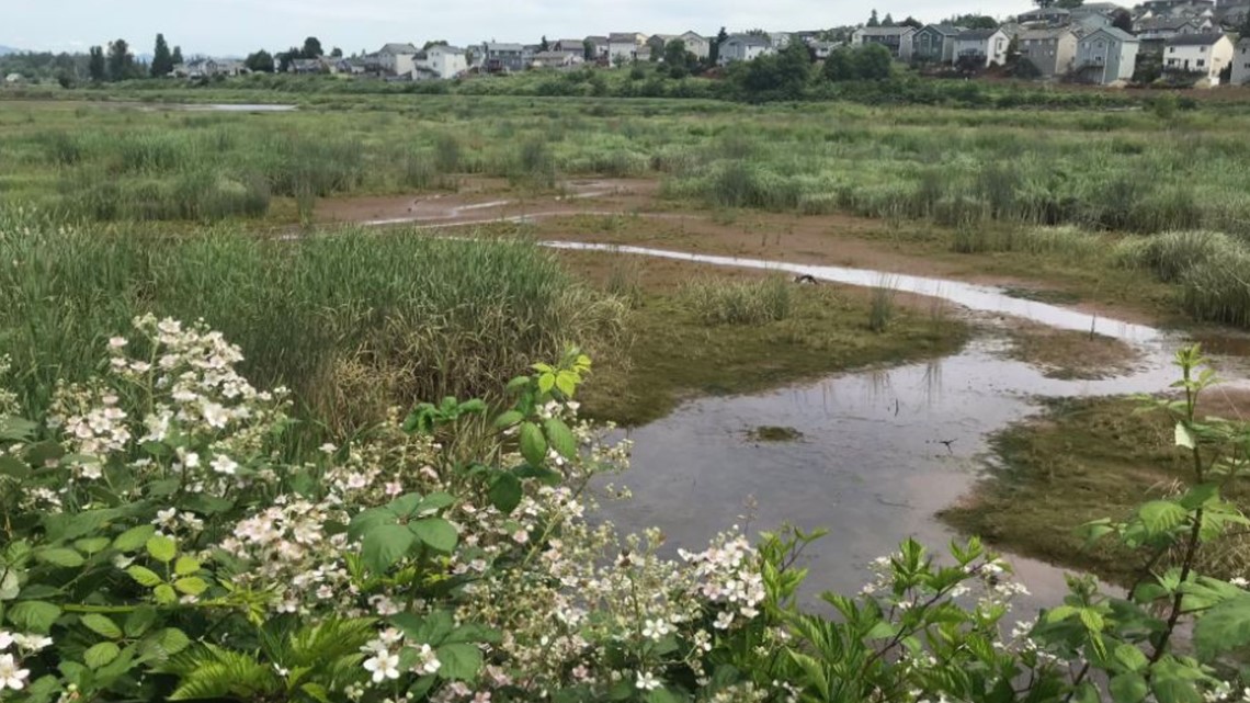 Snohomish River estuary project an example of why salmon recovery takes ...