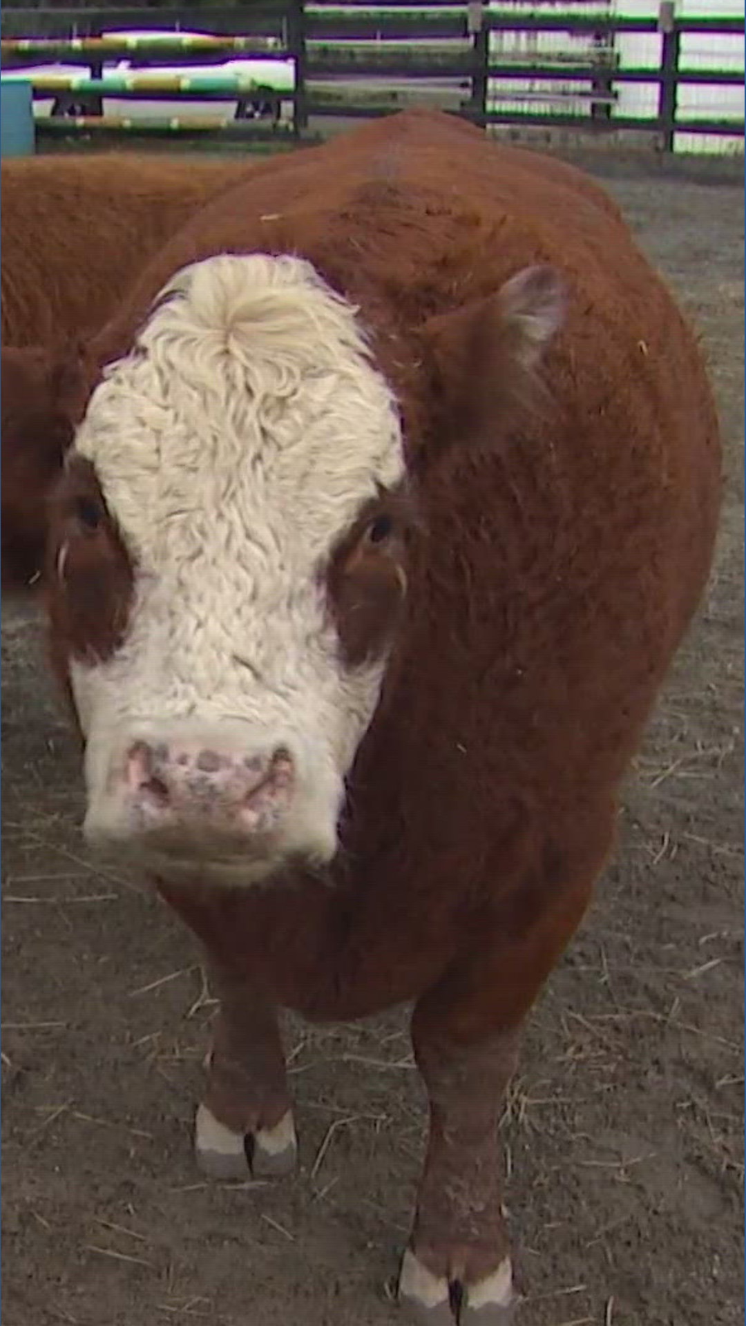 Animals safe after flood evacuation at historic Briscot Farm in Kent ...