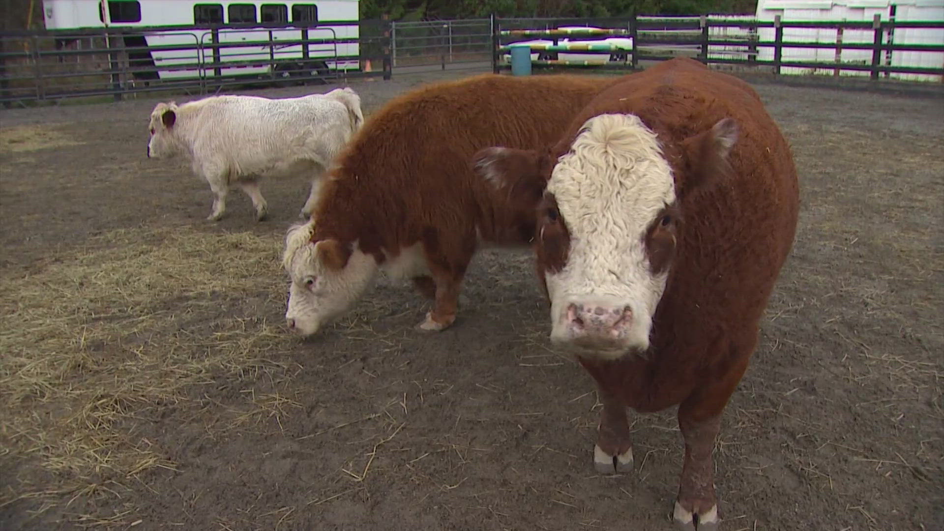 Animals safe after flood evacuation at historic Briscot Farm in Kent ...