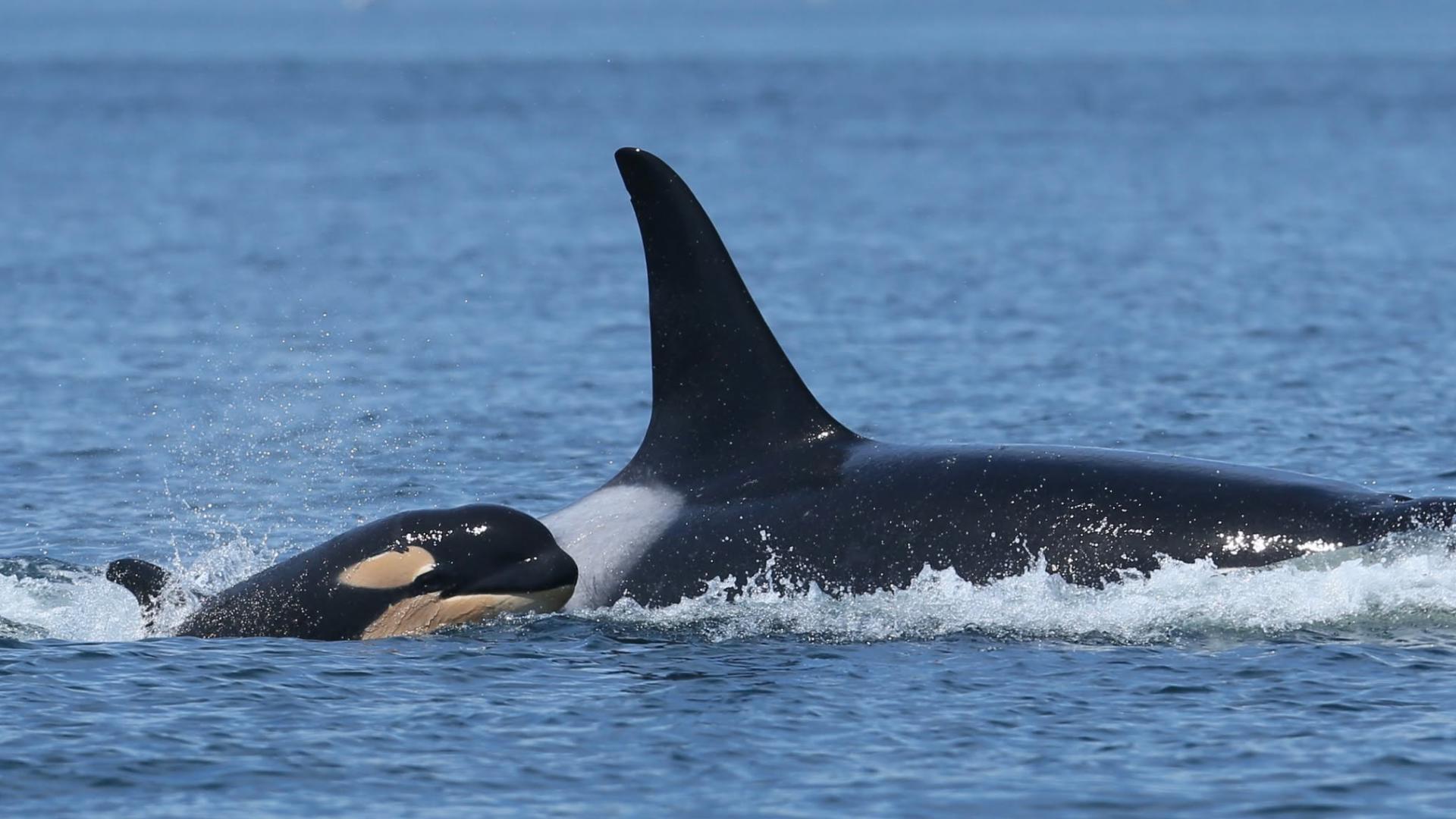 New southern resident orca calf spotted with L pod | king5.com