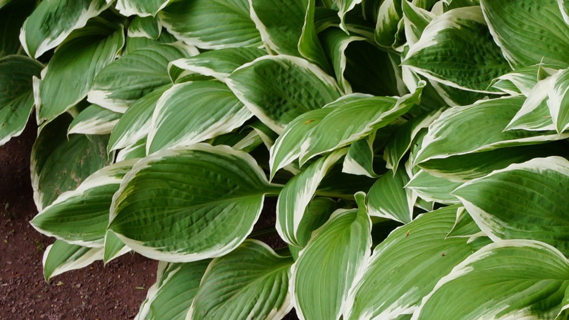 Get that shovel out, it's time to divide those hosta plants! | king5.com