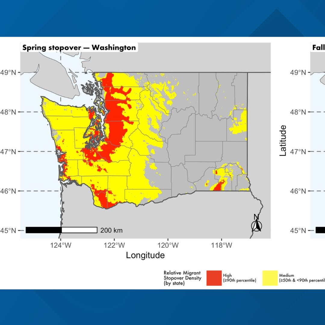 Dramatic rise in bird migration over Washington state prompts 'Lights ...