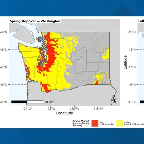 Dramatic rise in bird migration over Washington state prompts 'Lights ...