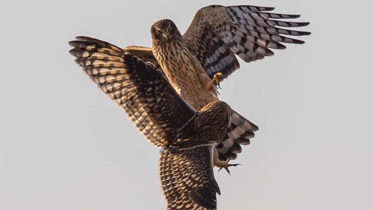 Mid-air fight between owl and hawk caught on camera in Skagit County ...