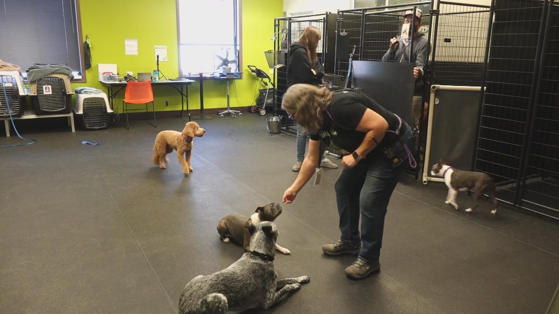 Redmond animal rescue's building being torn down, leaving them with no ...
