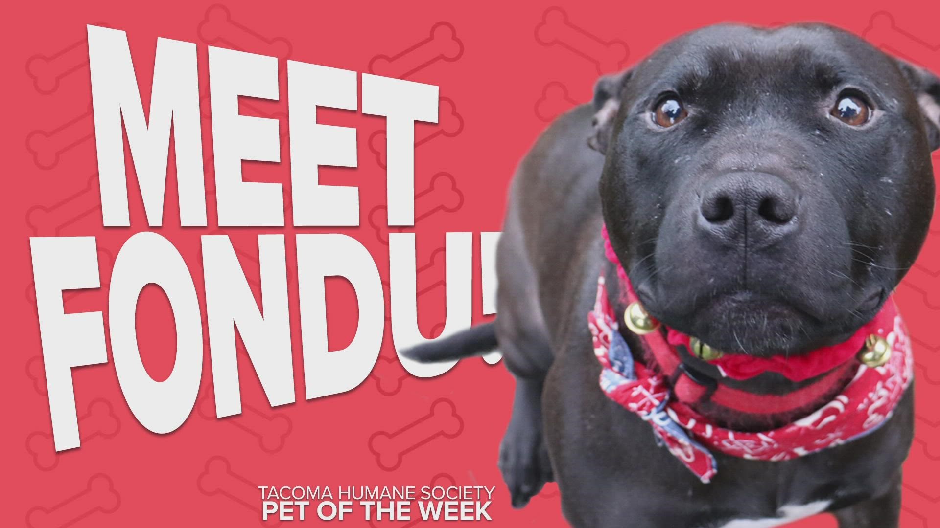 Controversial greyhound races in steep decline | king5.com