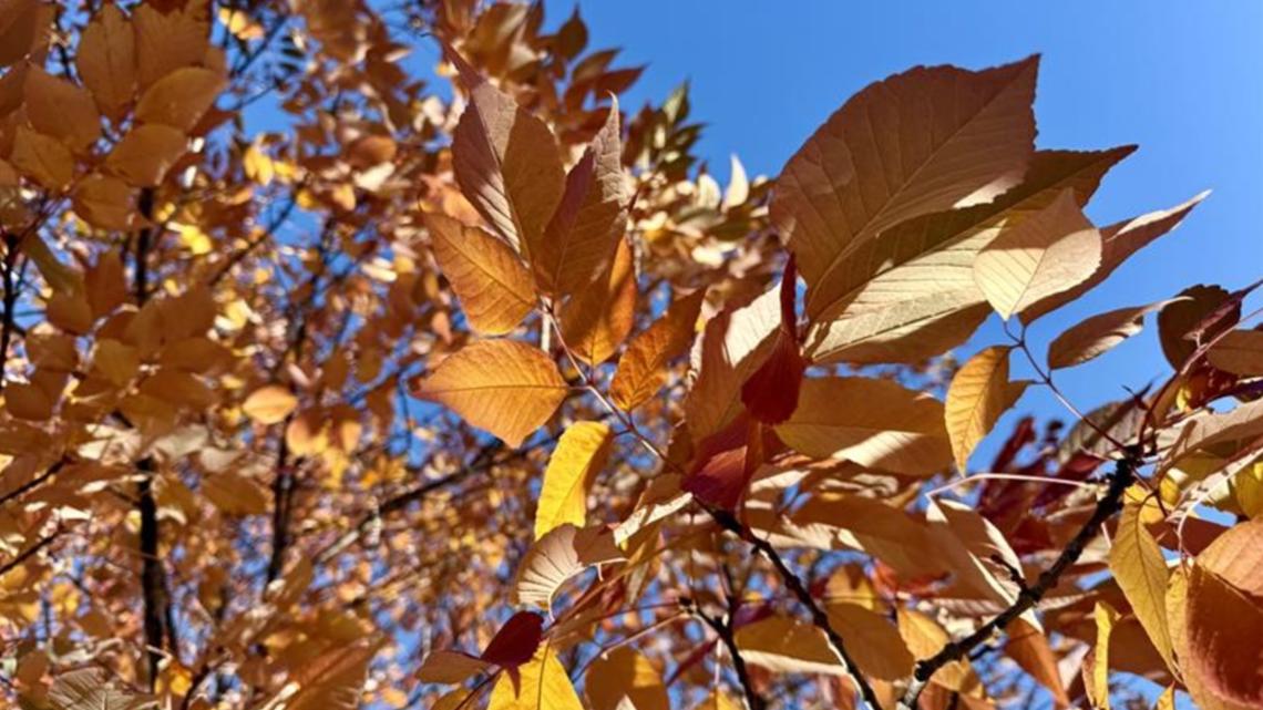 Why fall colors may fade faster than usual in Washington this year ...