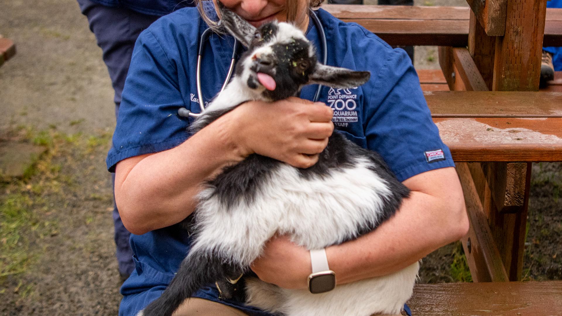 7 new baby goats at Tacoma's Point Defiance Zoo & Aquarium | king5.com