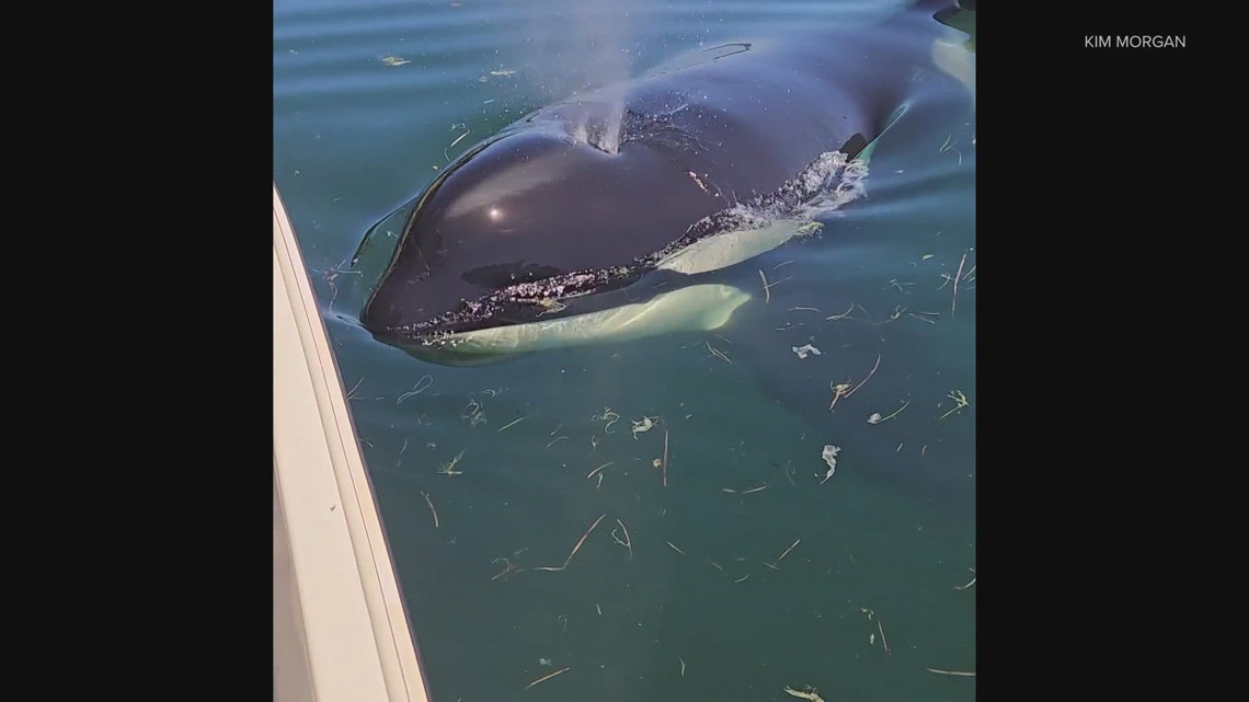 Woman encounters orca in Hood Canal | king5.com