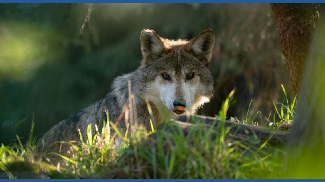 Wolves return to Seattle's Woodland Park Zoo | king5.com