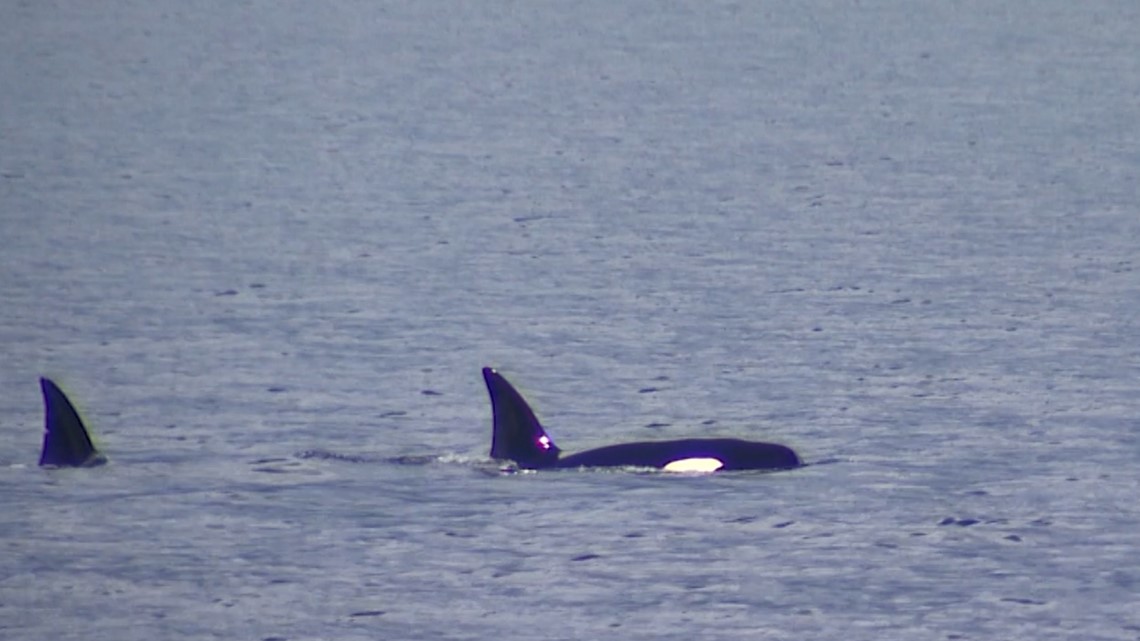 Study reveals inbreeding impacting orca population | king5.com