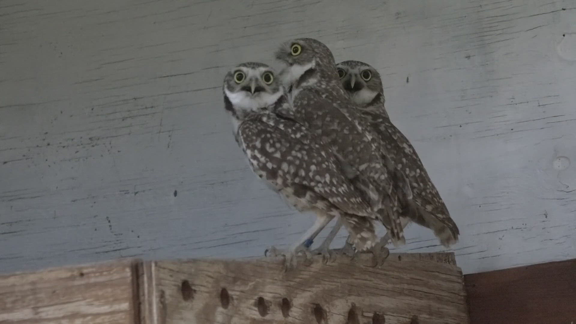 54 owls fell out of the Arizona sky, scientists investigating why ...
