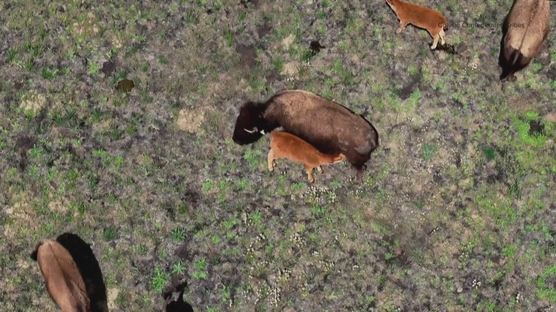 New bison calves bring hope to Colville Tribes reservation | king5.com