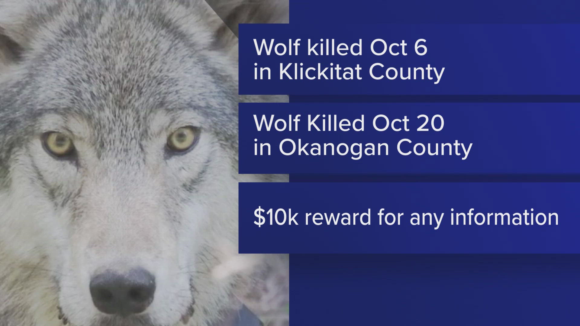 Two gray wolves killed in Washington, $10,000 reward offered | king5.com