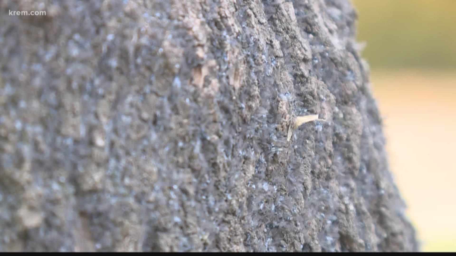 The annoying swarms of white bugs are back in the Inland Northwest ...