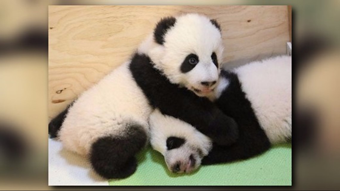 Baby panda alert! Toronto Zoo has 9-month-old twins | king5.com