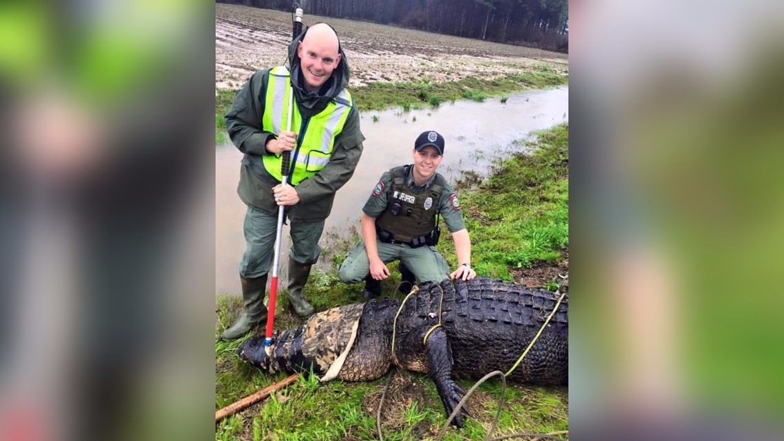 12-foot-long alligator recovered from SE Arkansas | king5.com