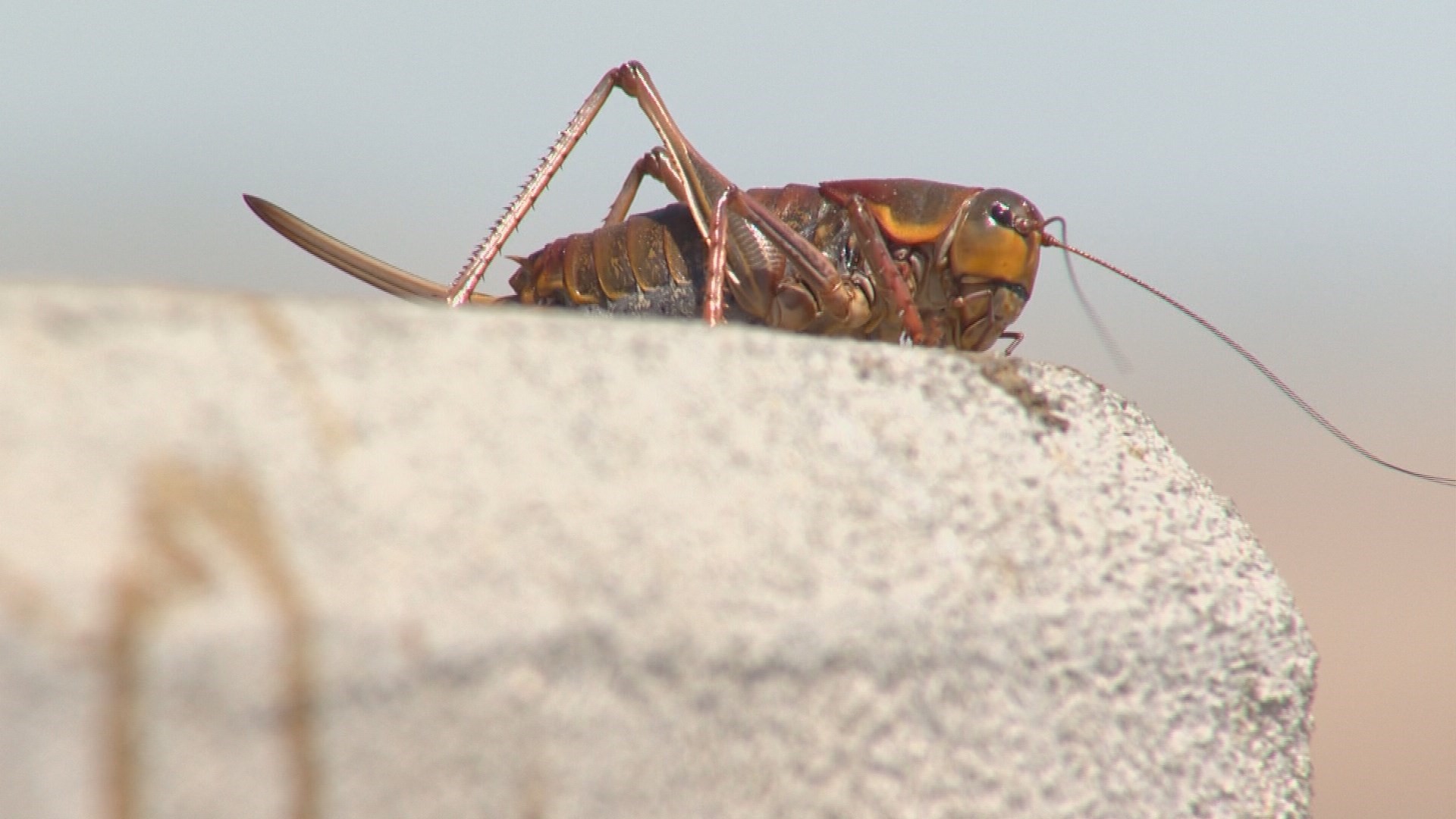 Mormon crickets invade town of Murphy | king5.com