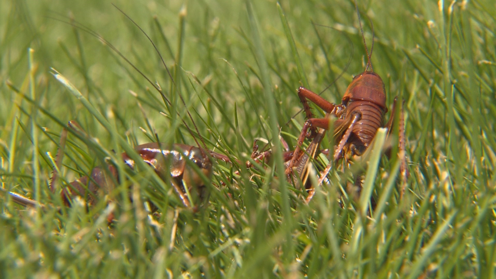 Mormon crickets invade town of Murphy | king5.com