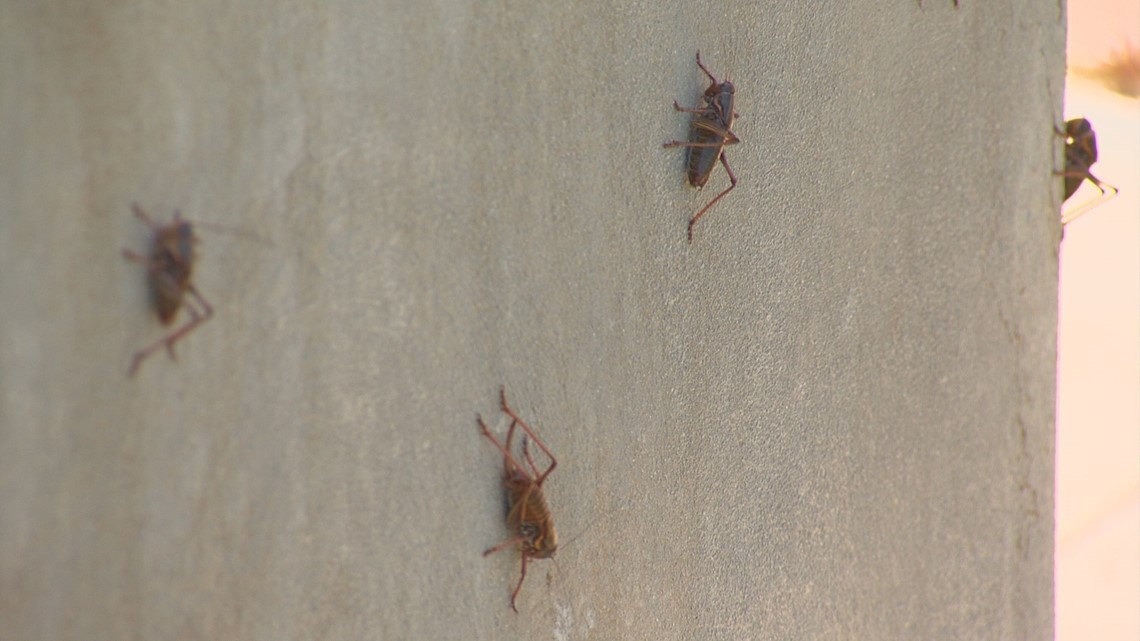 Mormon crickets invade town of Murphy | king5.com