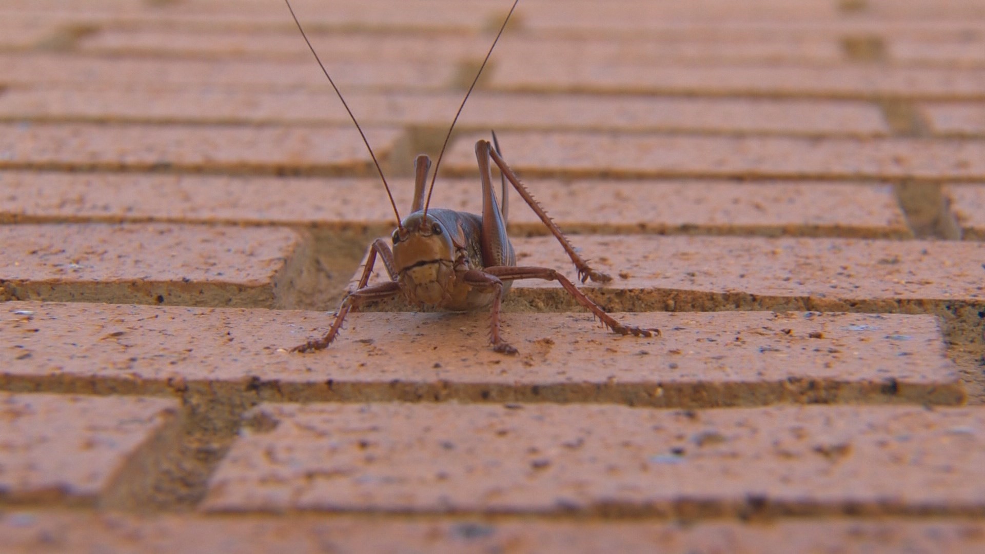 Mormon crickets invade town of Murphy | king5.com