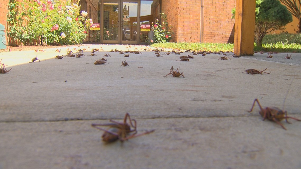 Mormon crickets invade town of Murphy | king5.com