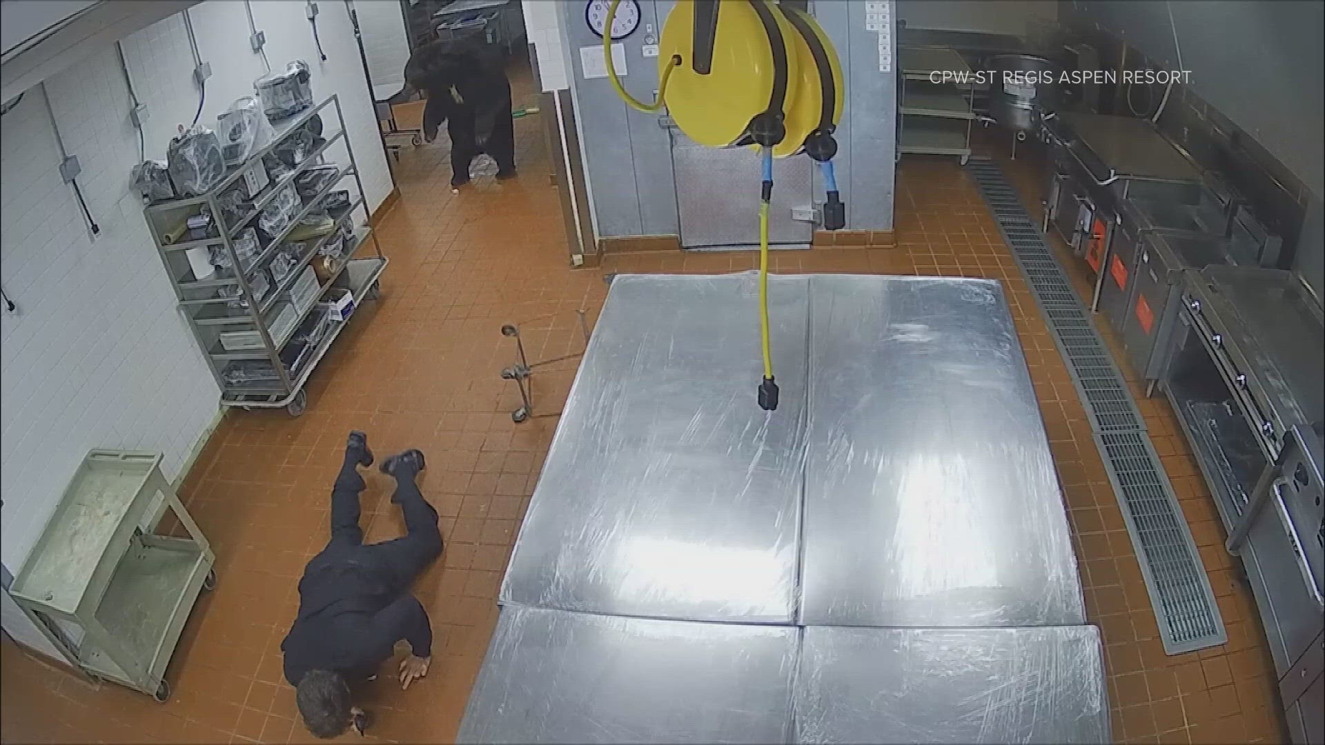 Hotel security guard in Aspen attacked by bear Monday night | king5.com