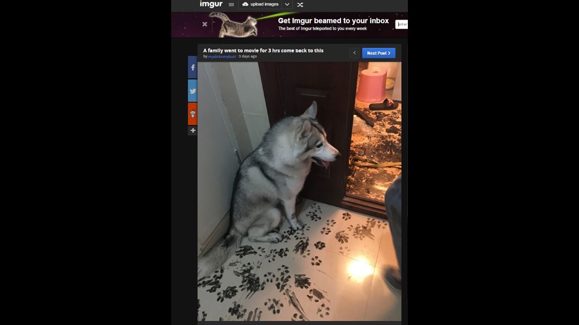 Ruh roh: Dog creates epic mess with calligraphy ink while home alone ...