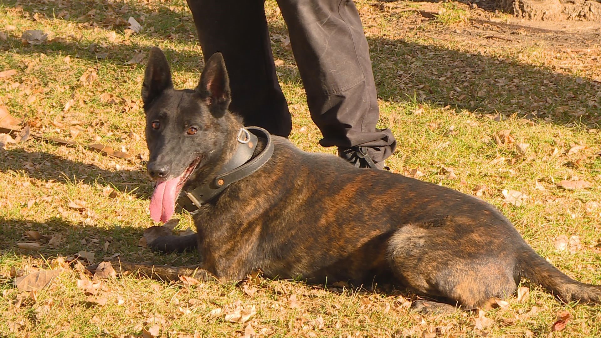 Why legal pot is forcing some drug dogs into retirement | king5.com