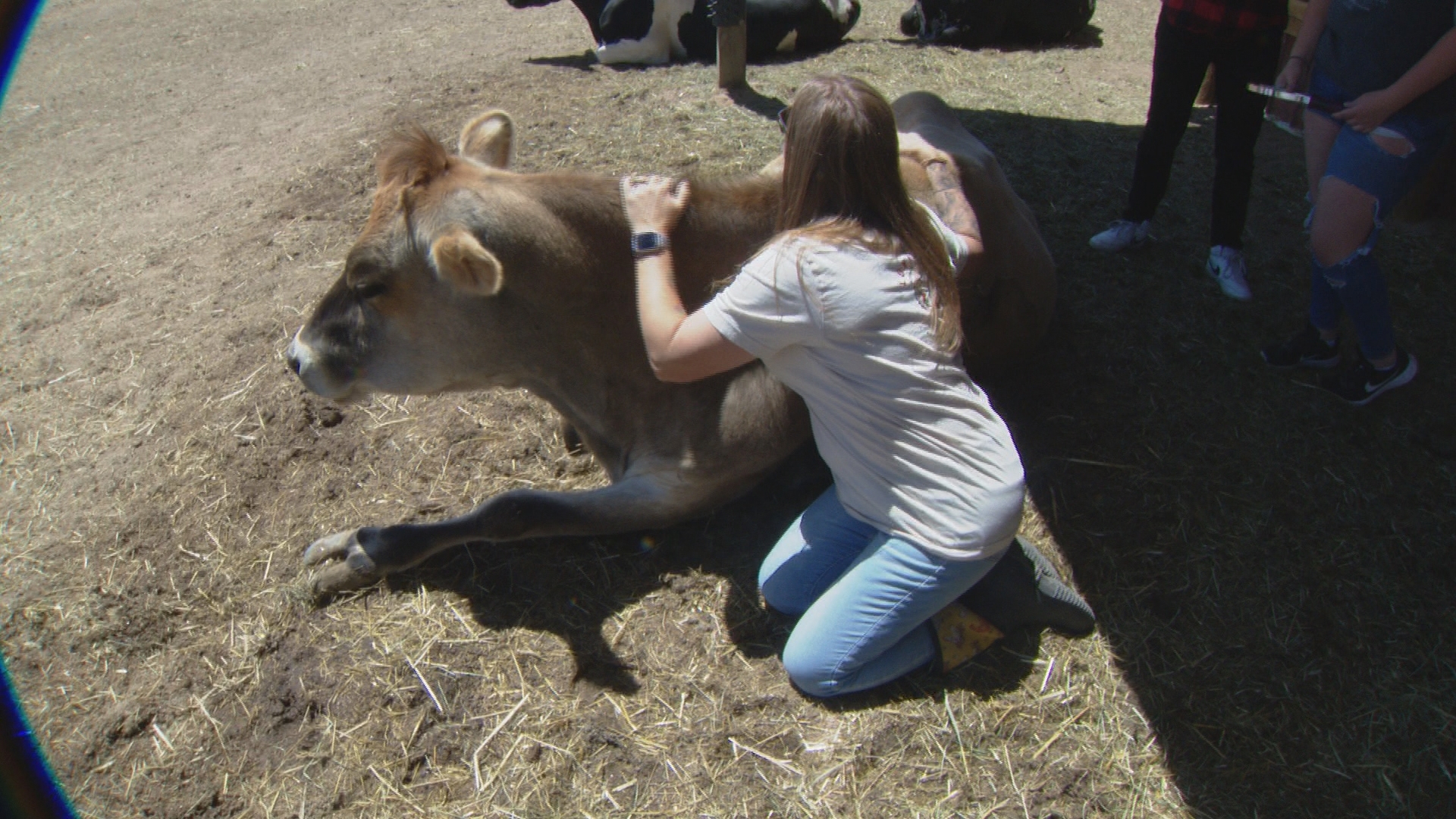 Public can cuddle cows at Erie farm | king5.com