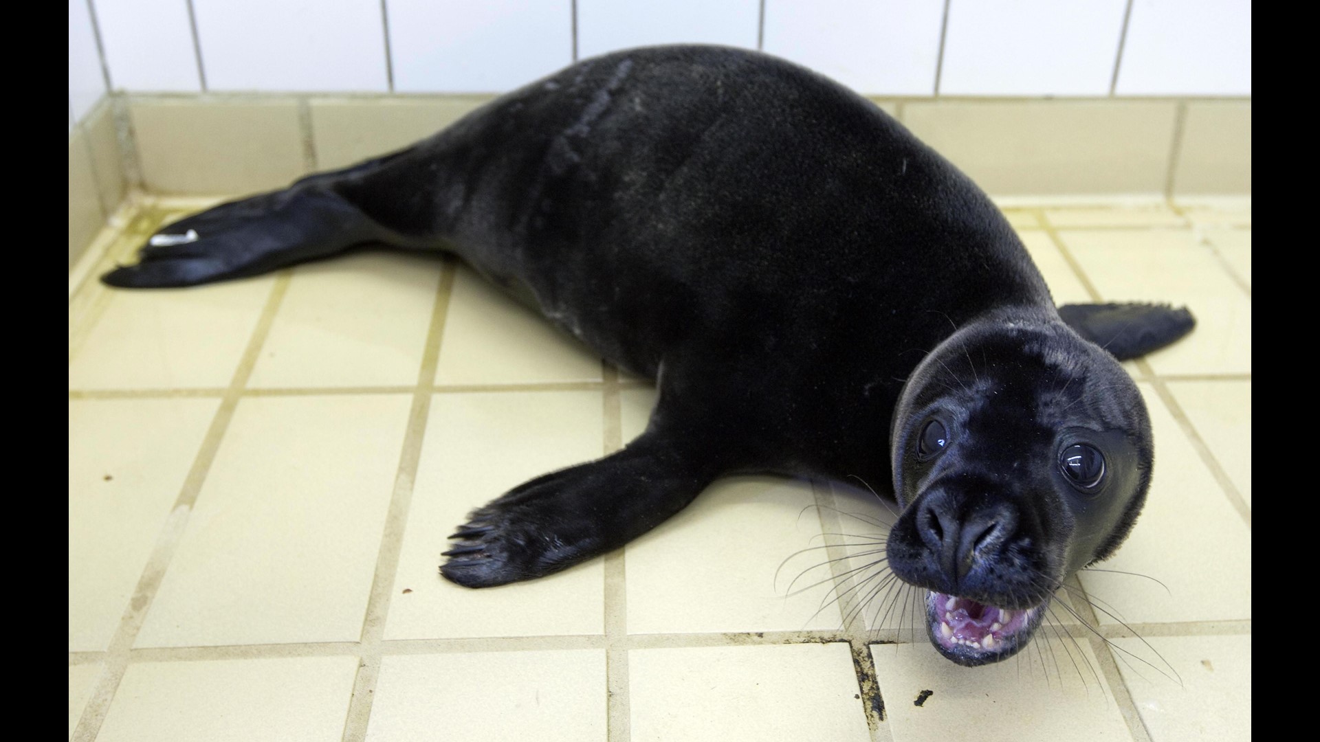 Blue lobsters and other uniquely-pigmented animals: Why it happens ...