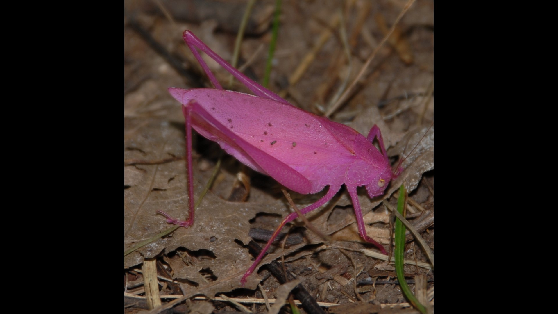 Blue lobsters and other uniquely-pigmented animals: Why it happens ...