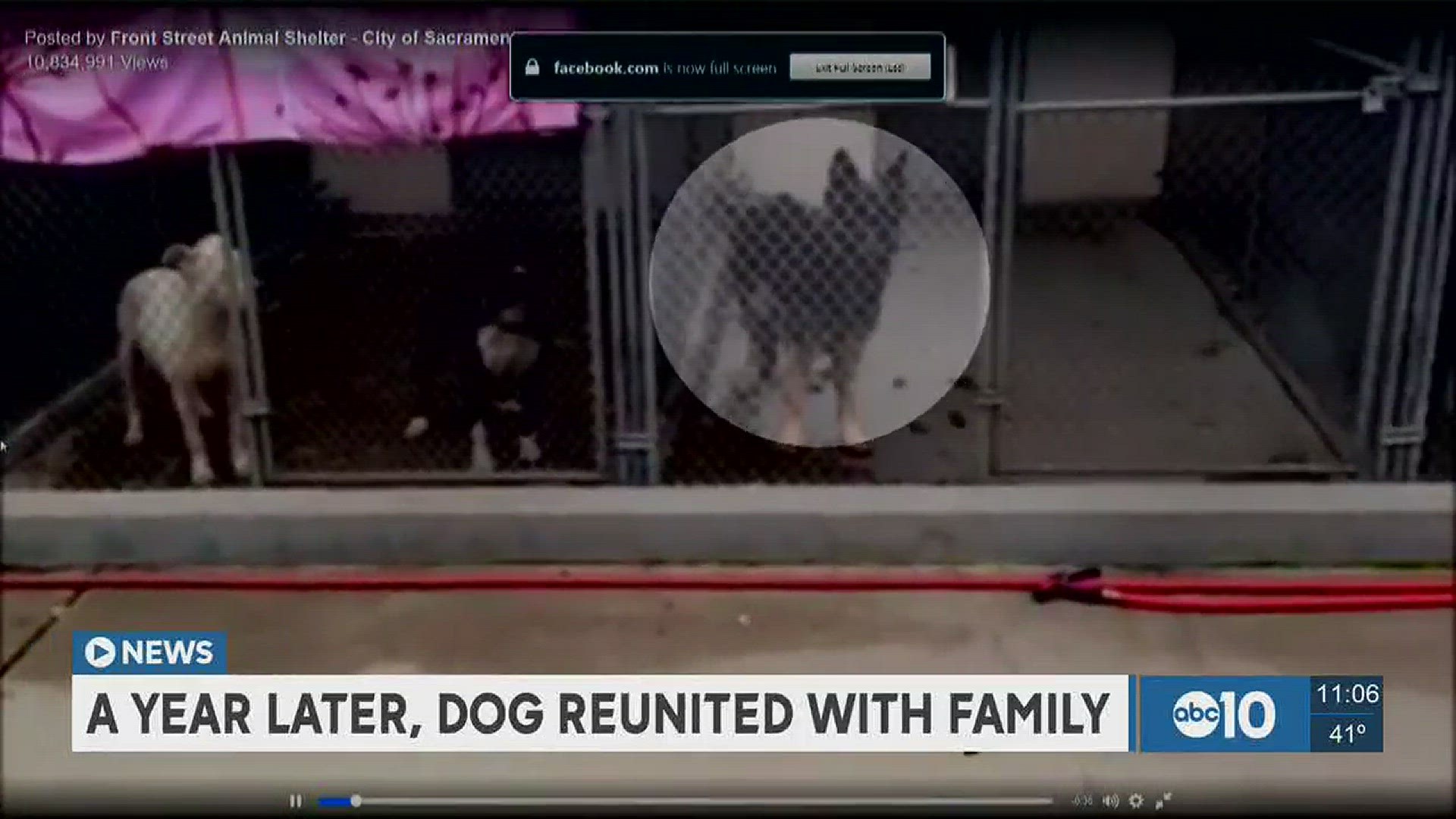 Dog missing for more than a year reunites with family for Thanksgiving ...
