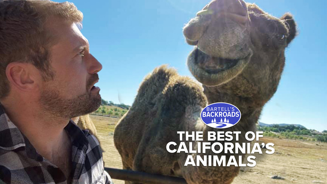 Discover Where To Find Exotic Animals in California | Bartell's ...