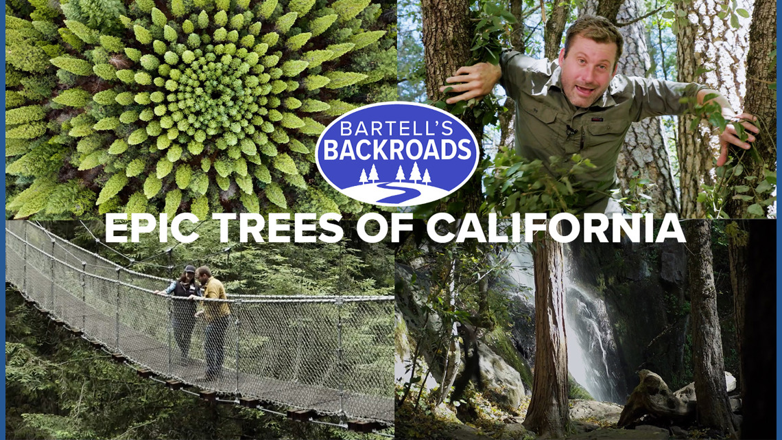 Epic trees of California | A Bartell's Backroads adventure | king5.com
