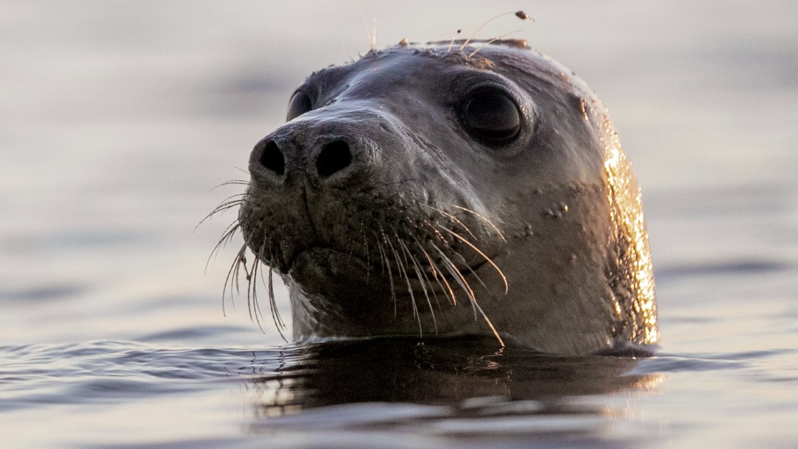 Facial recognition can help save seals, scientists say | king5.com