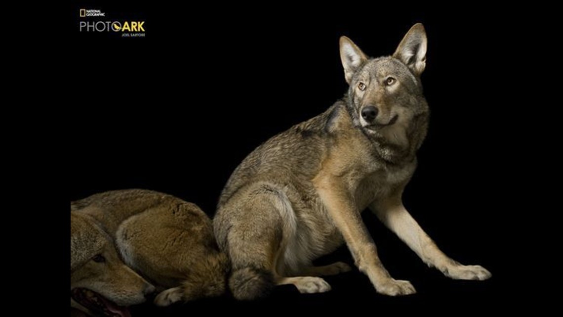 Half the world's species could go extinct and you're part of the ...